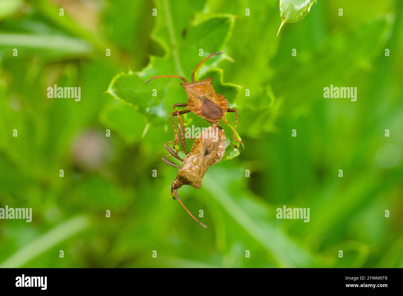 Dock Bug (Coreus marginatus Stock Photo - Alamy