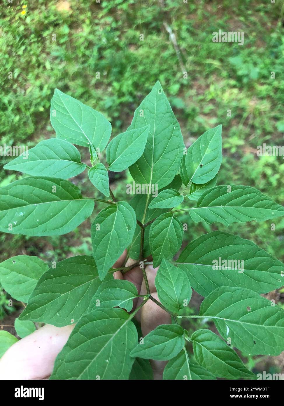 Longleaf Ground-cherry (Physalis longifolia subglabrata Stock Photo - Alamy