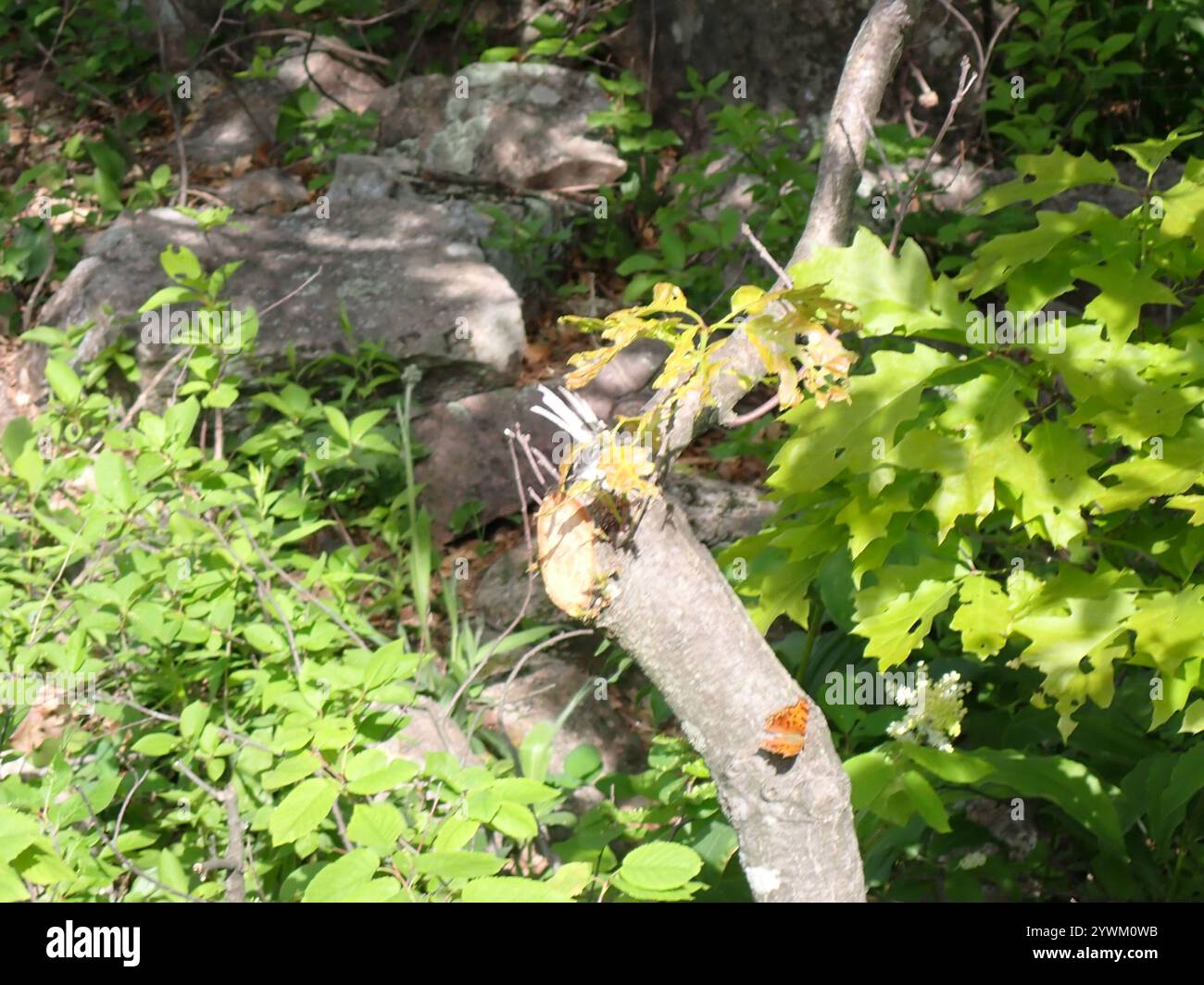 Eastern Comma (Polygonia comma Stock Photo - Alamy