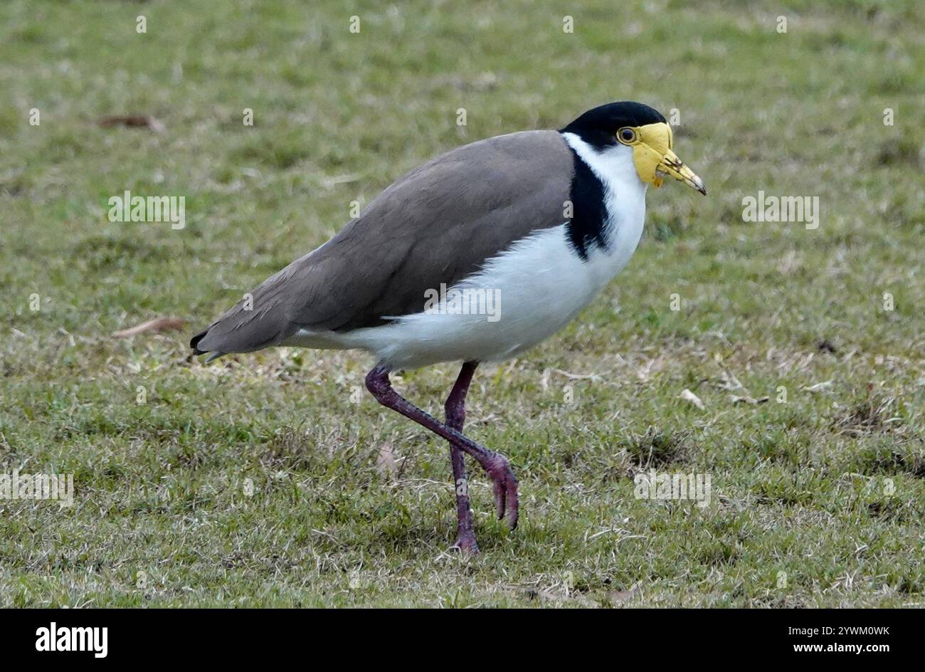 Black-shouldered Masked Lapwing (Vanellus miles novaehollandiae Stock ...