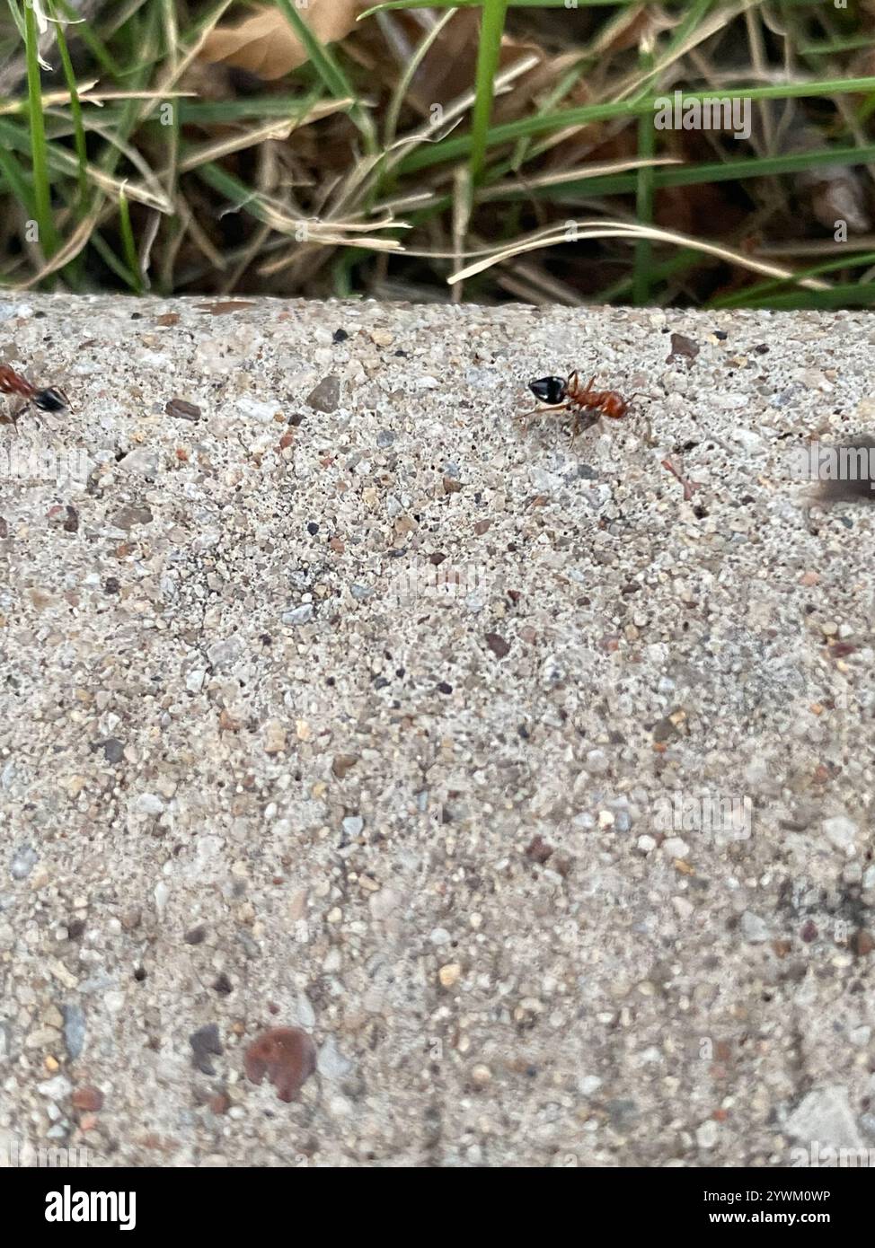 Shiny Acrobat Ant (Crematogaster laeviuscula Stock Photo - Alamy