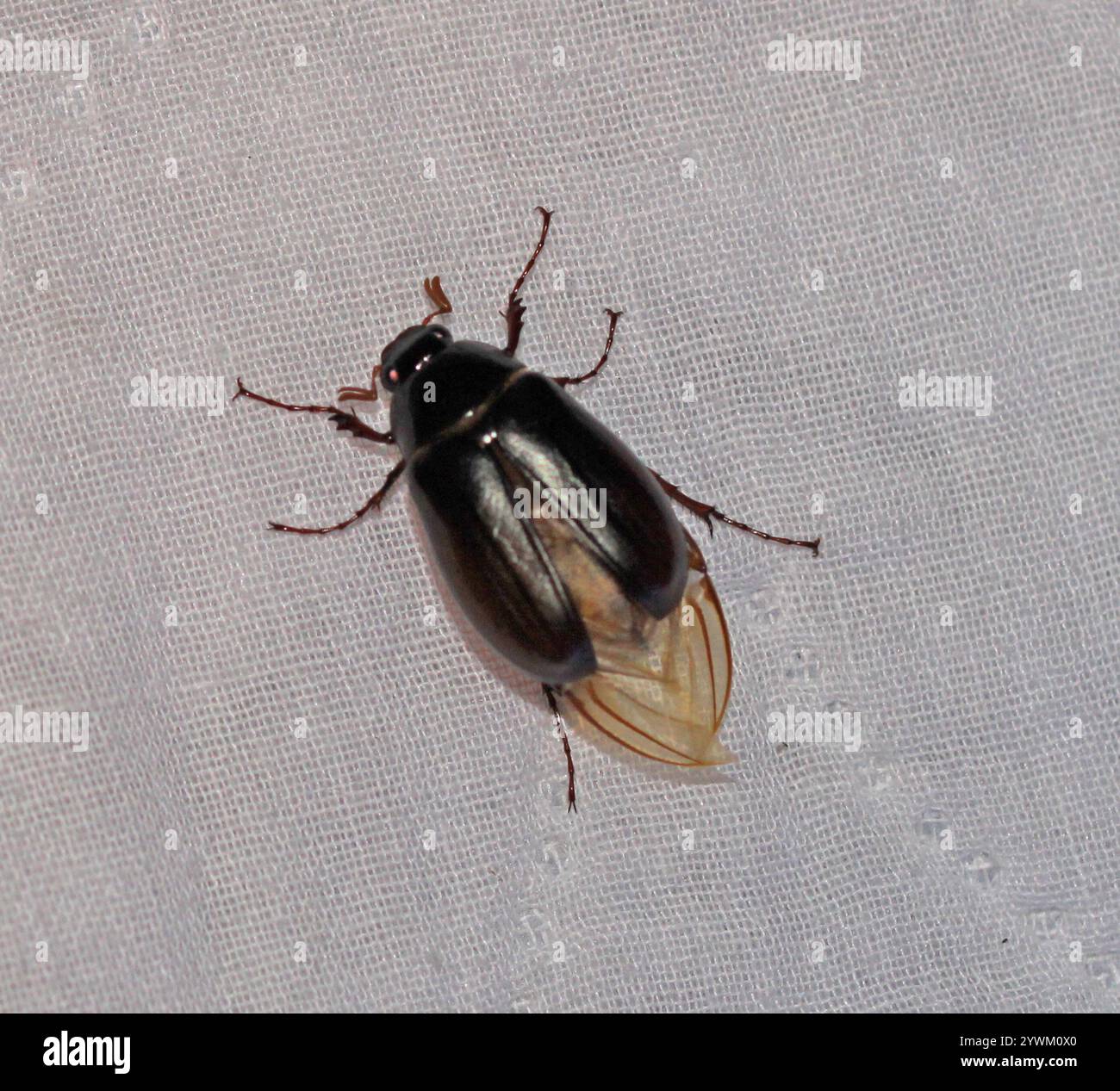 May Beetles (Phyllophaga Stock Photo - Alamy