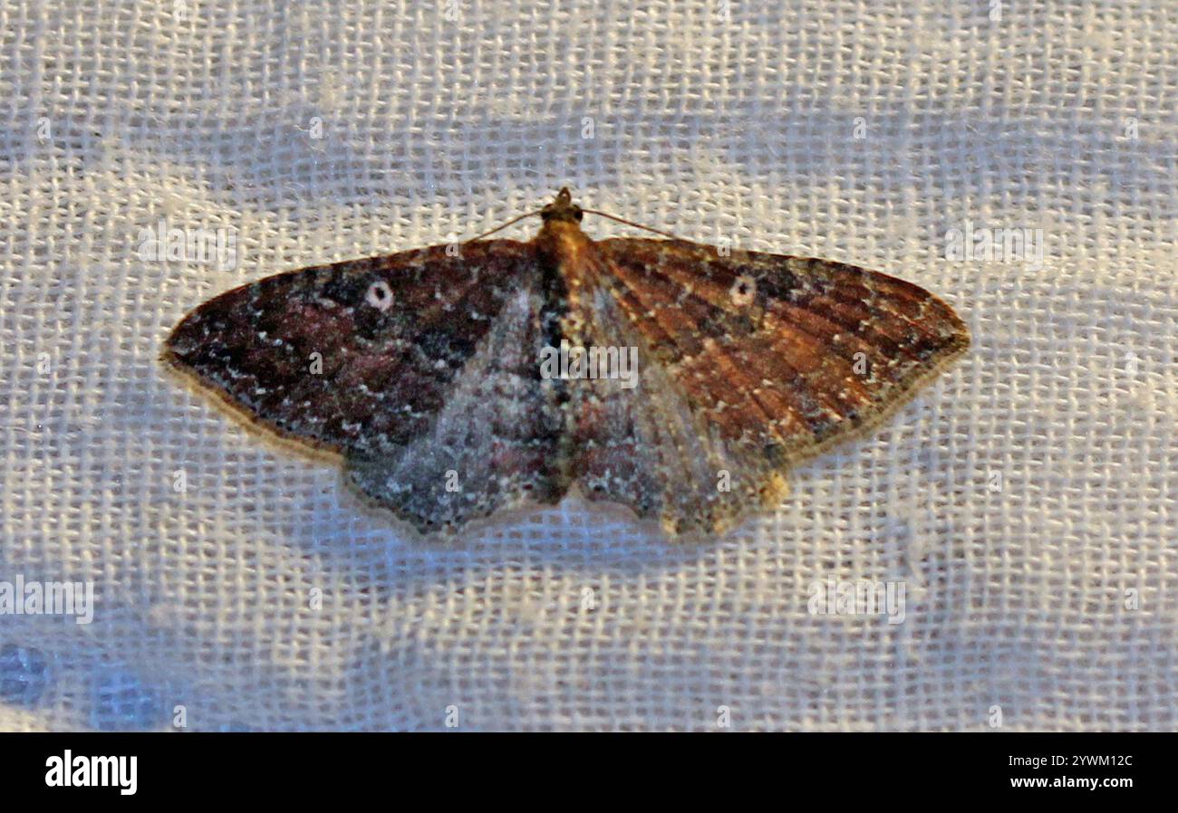 Gem Moth (Orthonama obstipata Stock Photo - Alamy