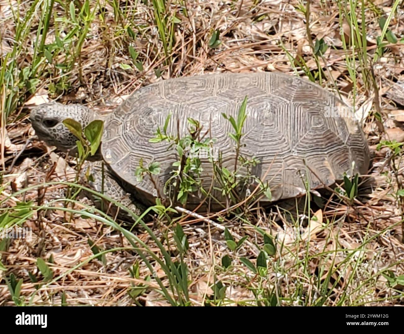 Gopher Tortoise (Gopherus polyphemus Stock Photo - Alamy