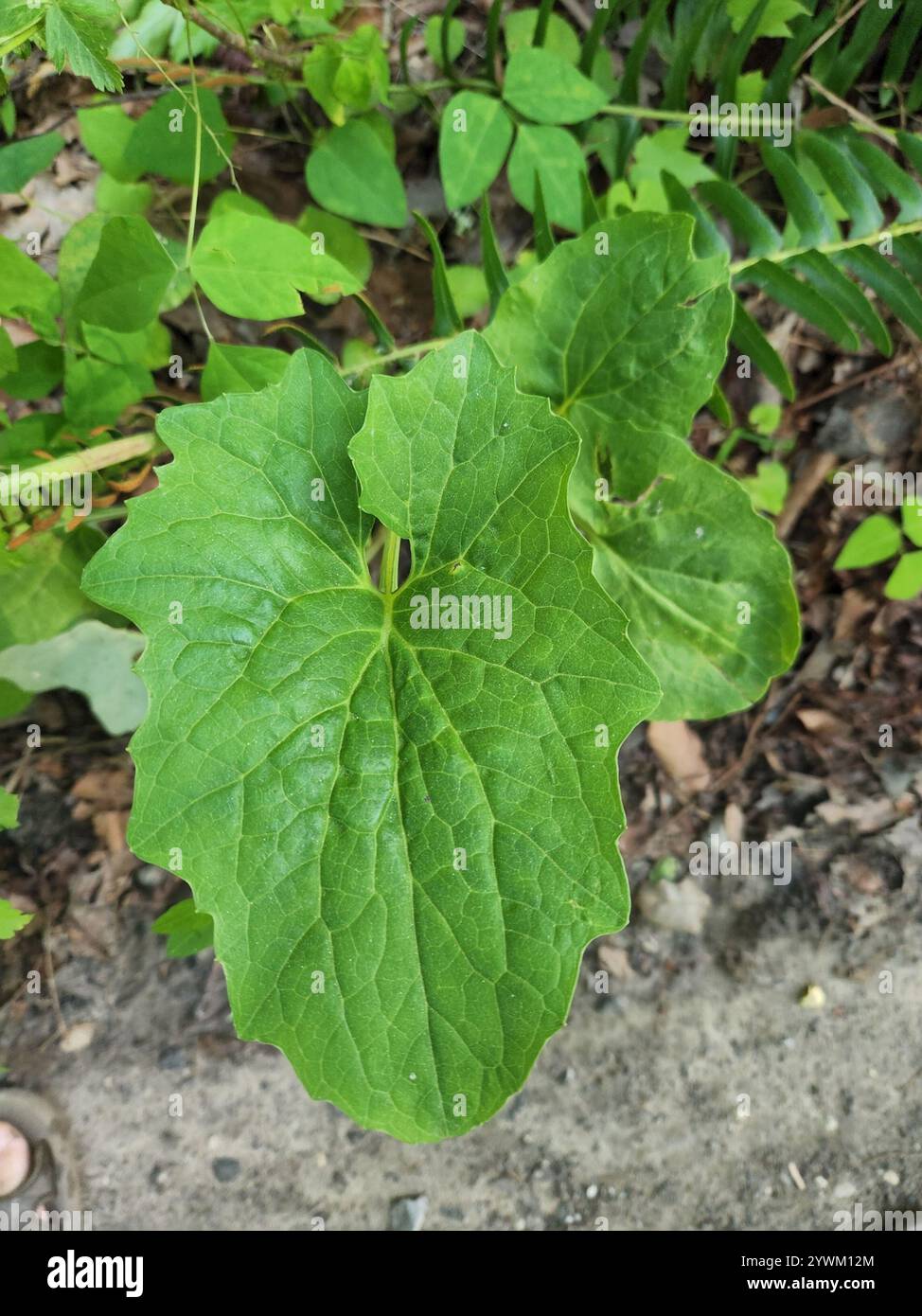 Pale indian plantain hi-res stock photography and images - Alamy
