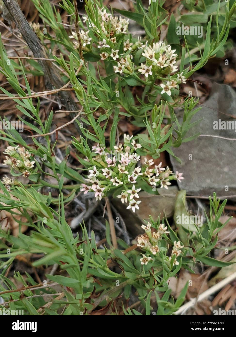 bastard toadflax (Comandra umbellata Stock Photo - Alamy