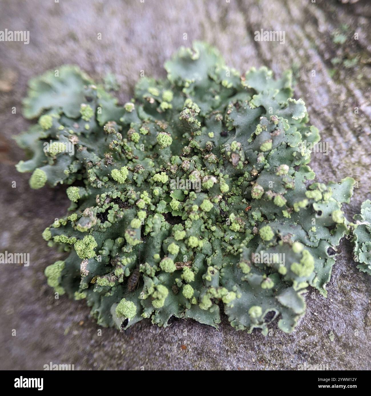 Pom-pom Shadow Lichen (Phaeophyscia pusilloides Stock Photo - Alamy