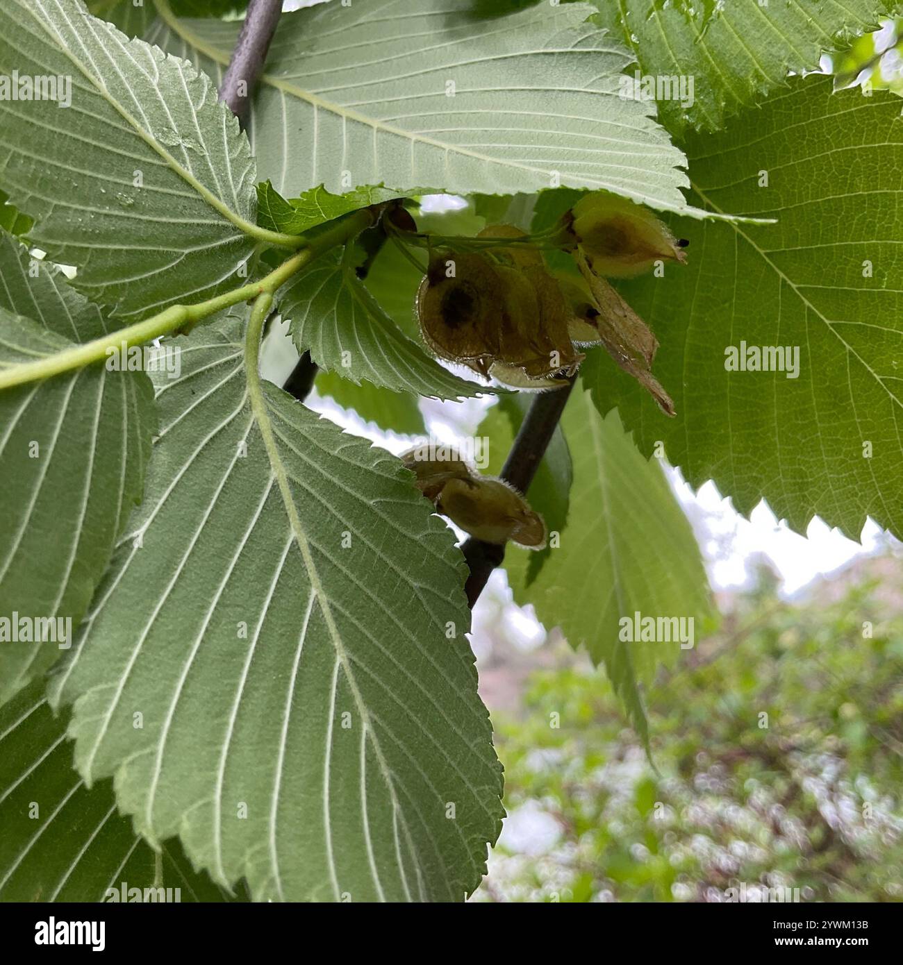 American elm (Ulmus americana Stock Photo - Alamy