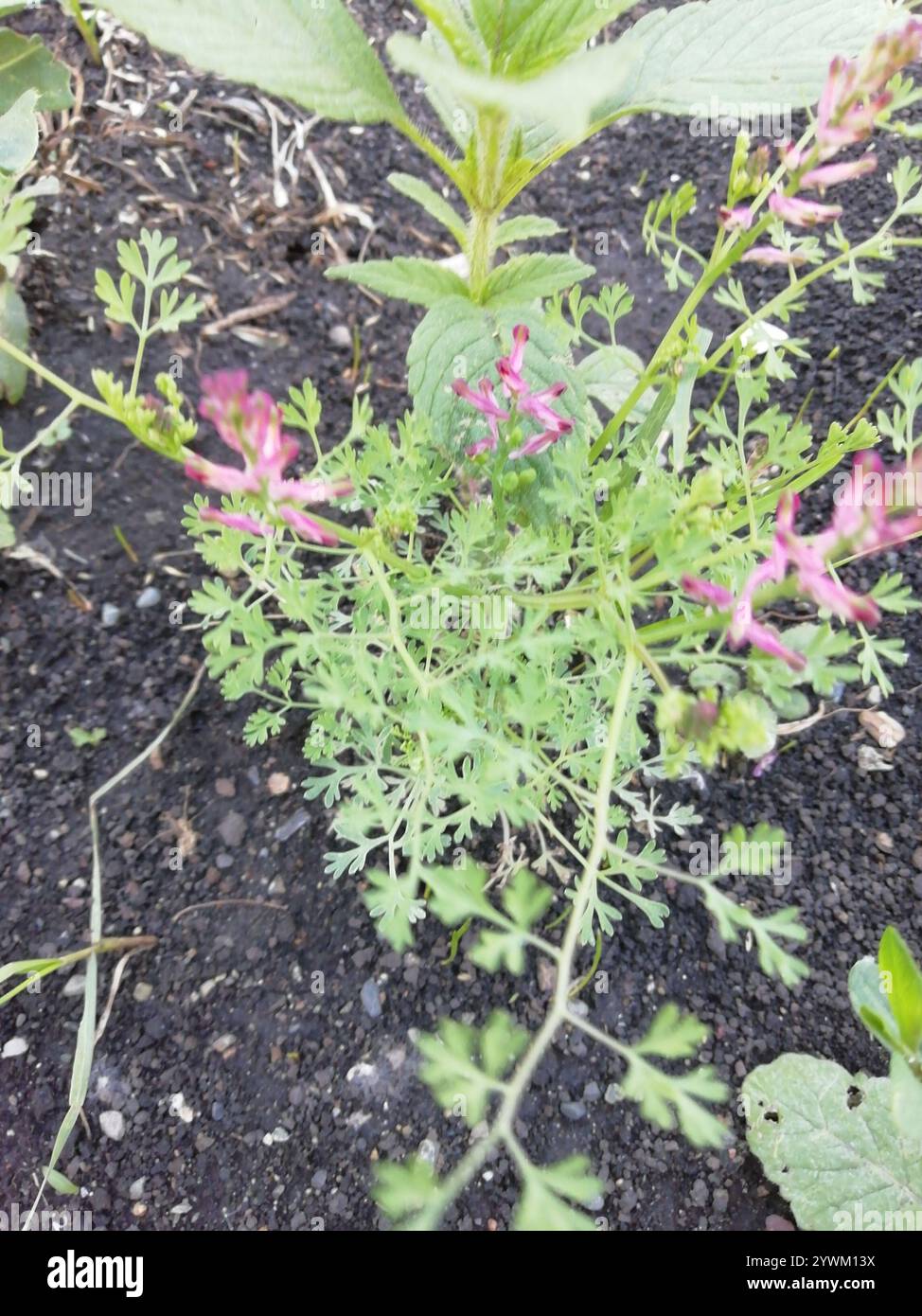 Common Fumitory (Fumaria officinalis Stock Photo - Alamy