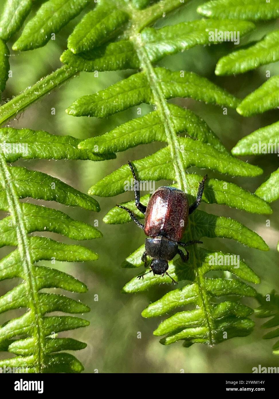 Welsh Chafer (Hoplia philanthus Stock Photo - Alamy