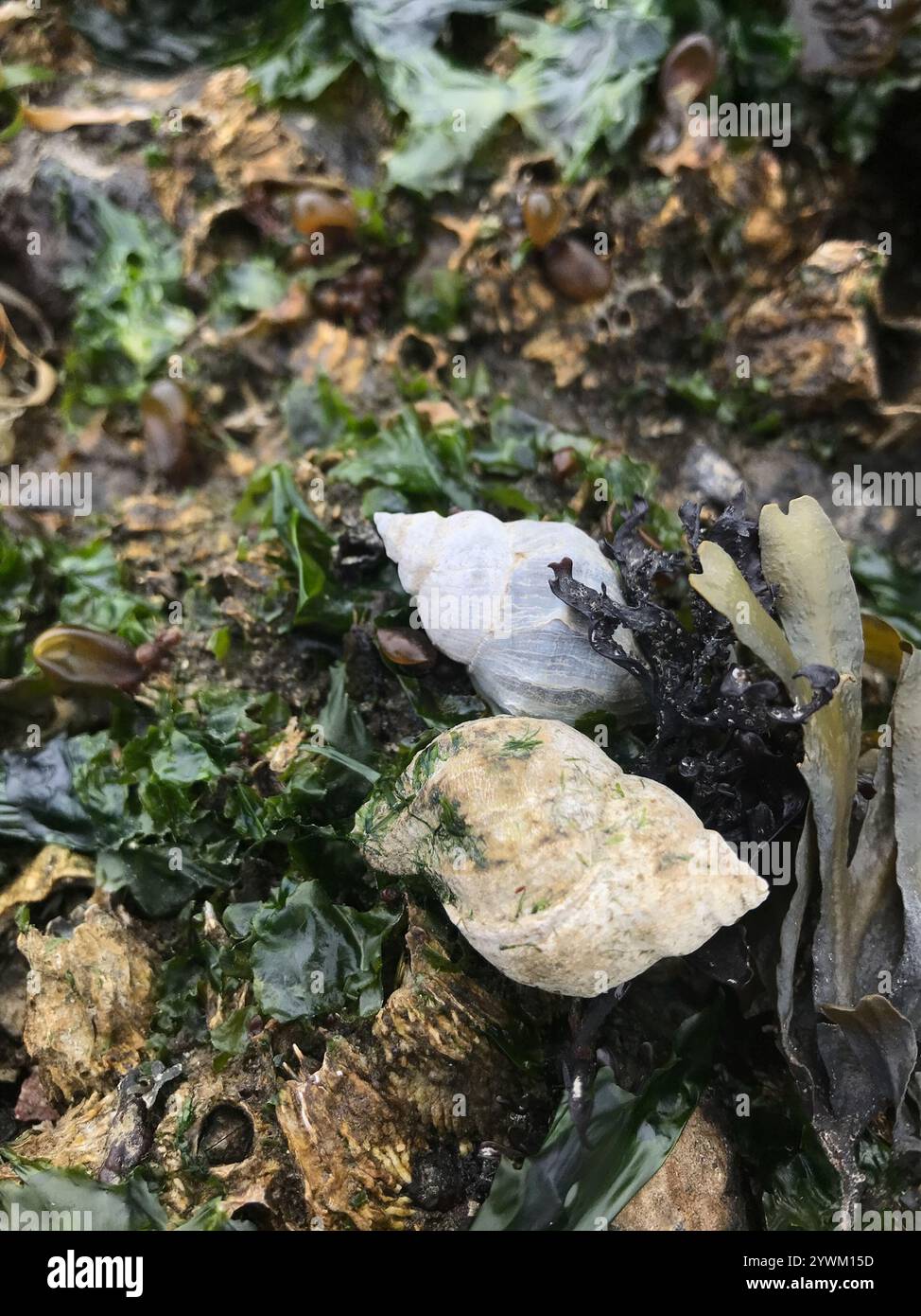 Frilled Dogwinkle (Nucella lamellosa Stock Photo - Alamy