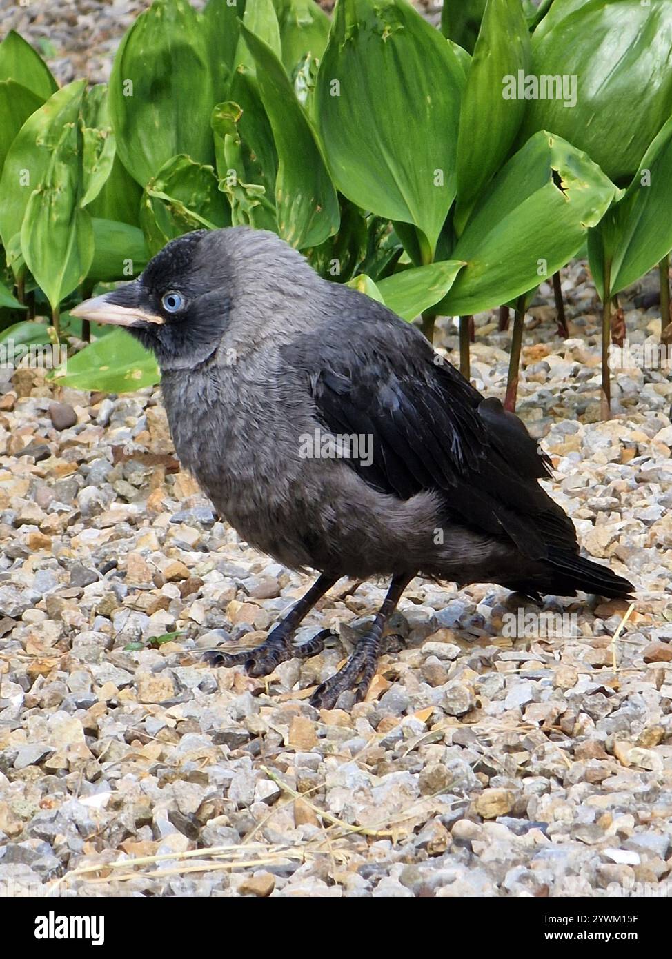 Eurasian Jackdaw (Coloeus monedula Stock Photo - Alamy
