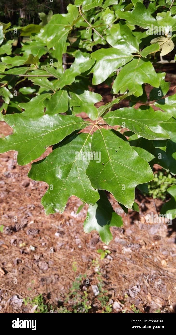 southern red oak (Quercus falcata Stock Photo - Alamy