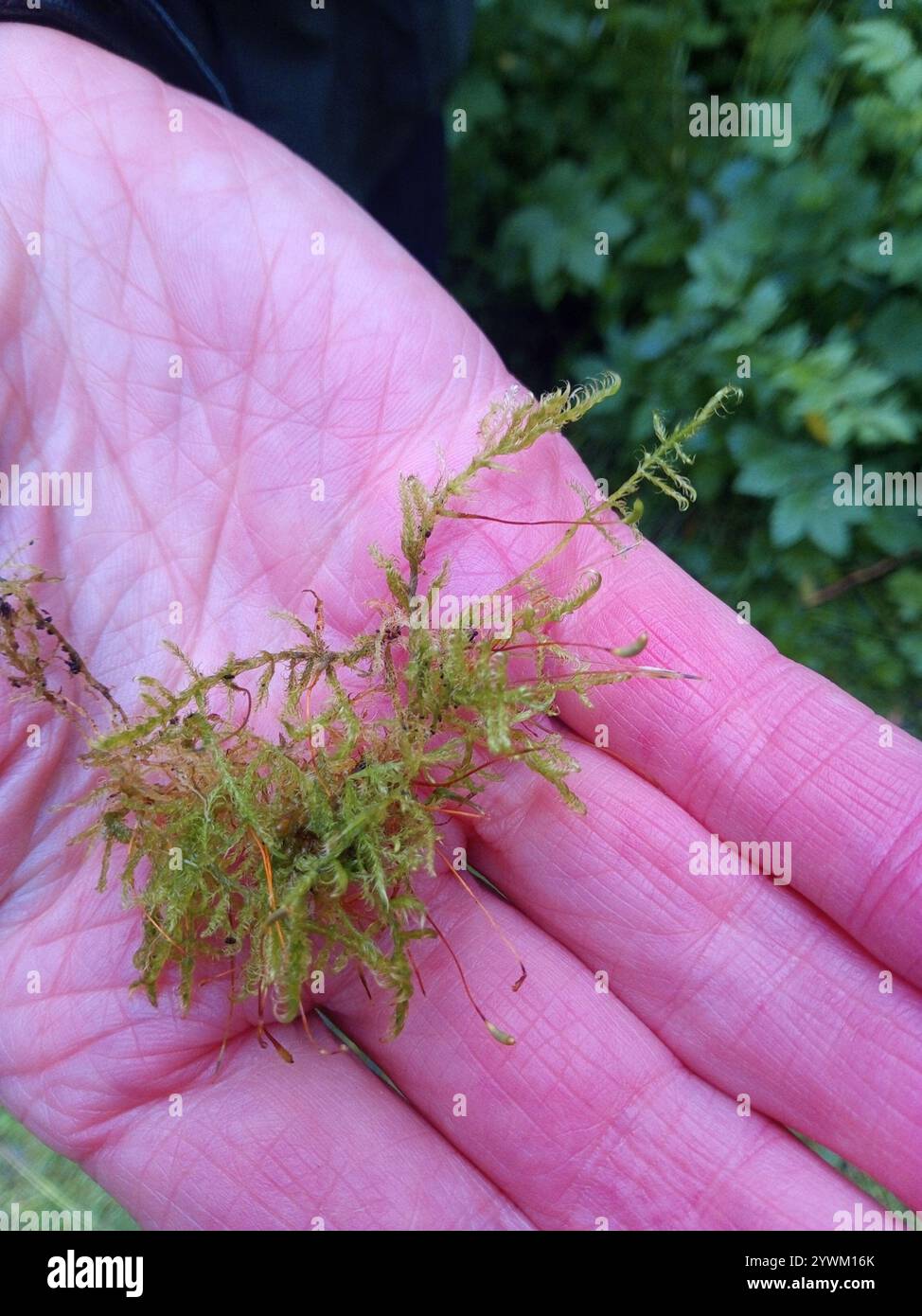 Sickle-leaved Hook-moss (Sanionia uncinata Stock Photo - Alamy