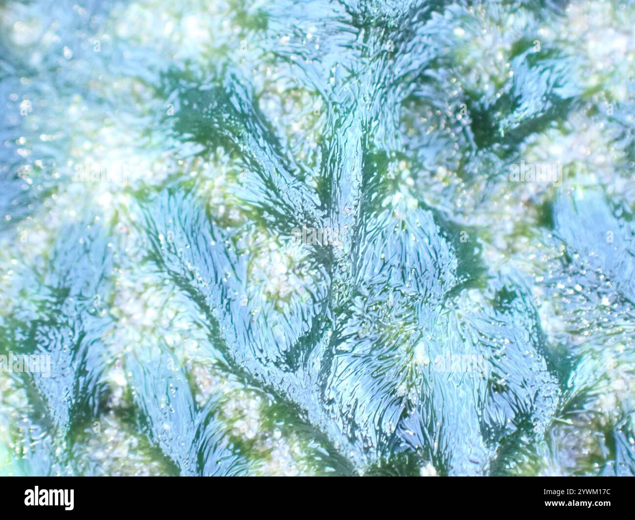 green algae (Chlorophyta Stock Photo - Alamy