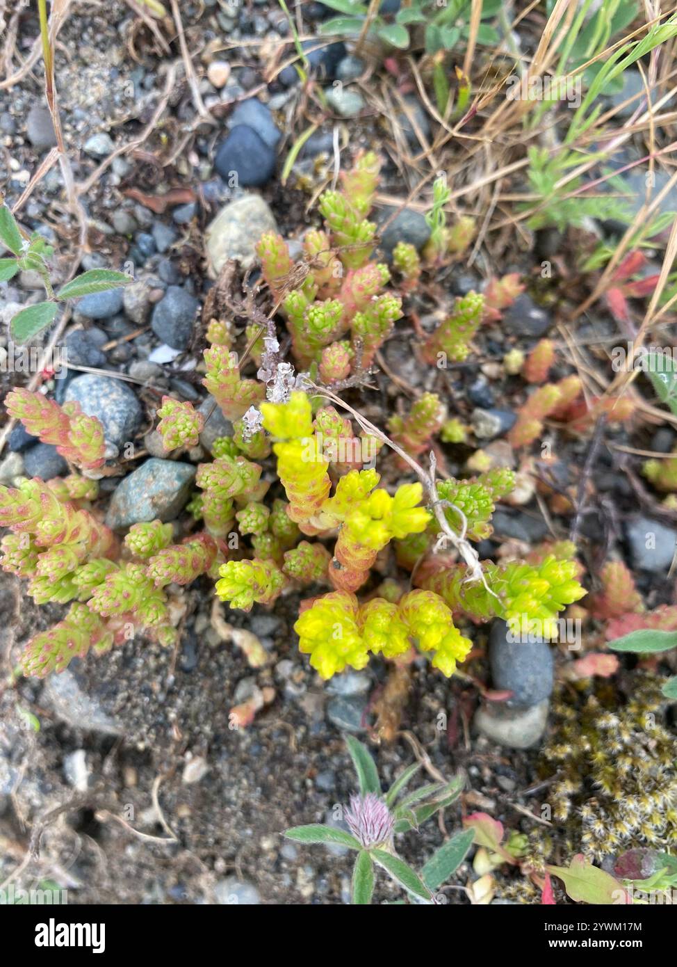 Biting Stonecrop (Sedum acre Stock Photo - Alamy