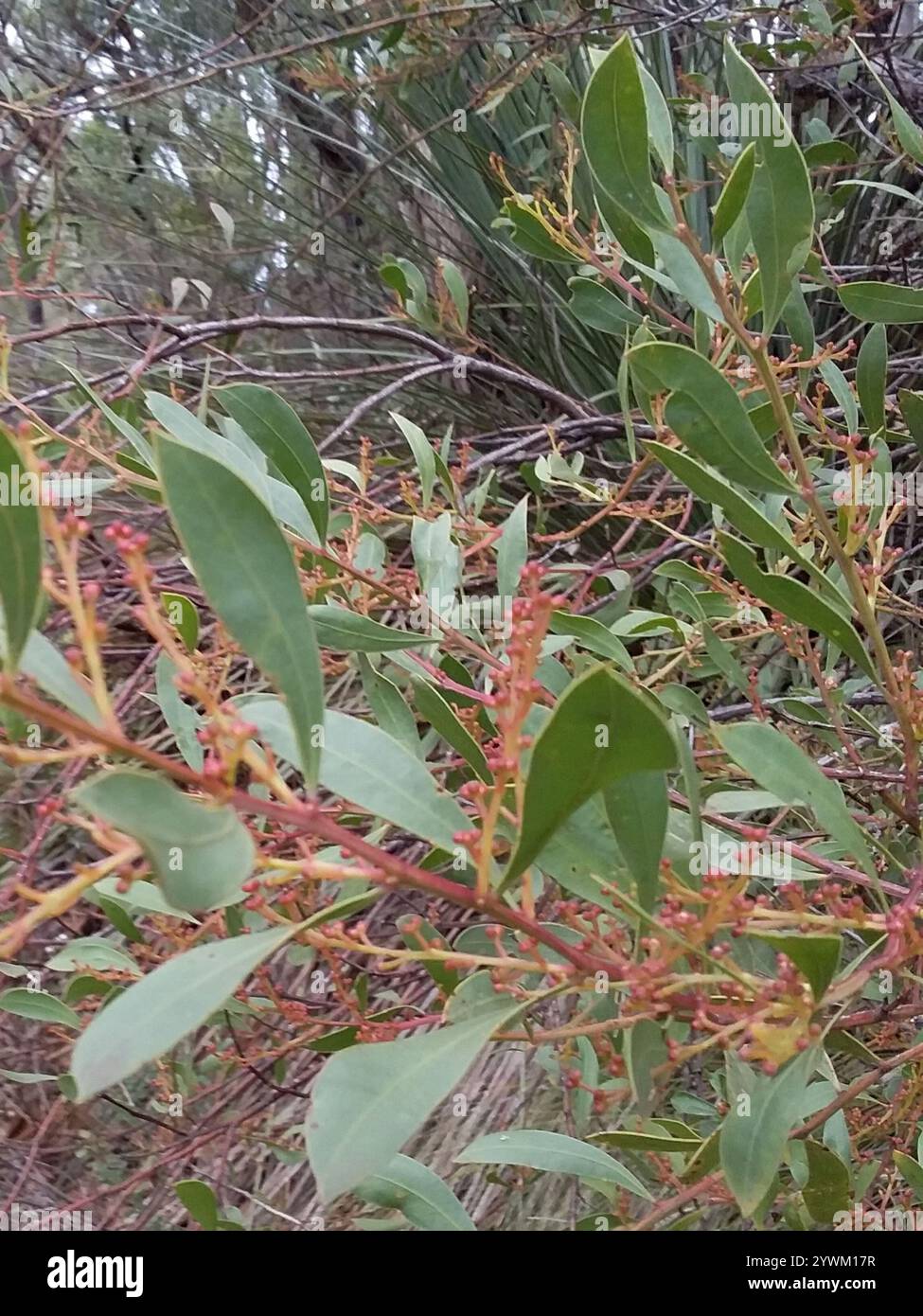 Myrtle Wattle (Acacia myrtifolia Stock Photo - Alamy