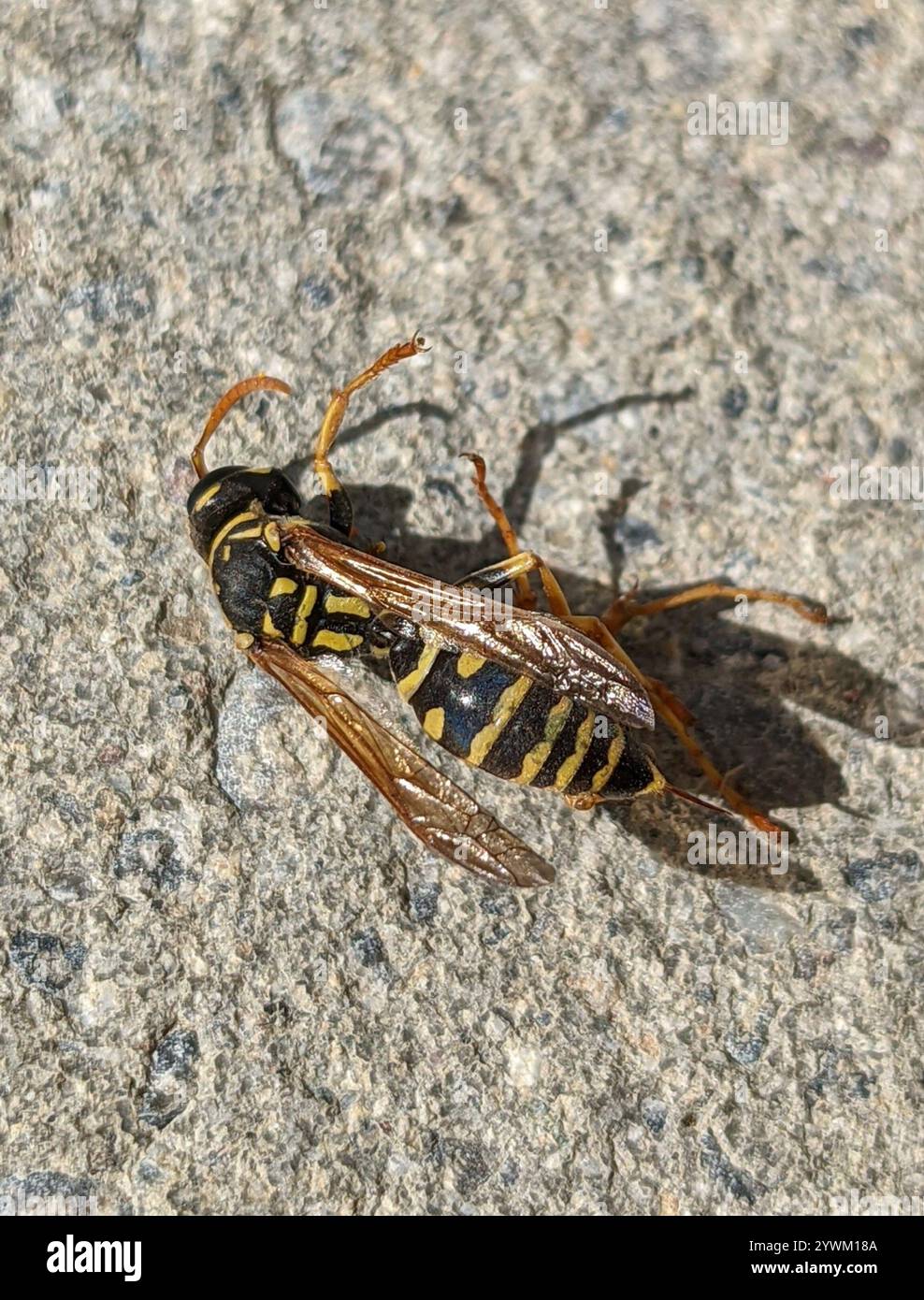 European Paper Wasp (Polistes dominula Stock Photo - Alamy