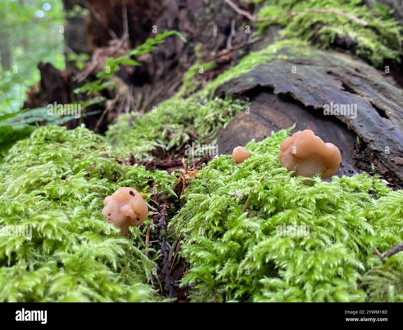 Saddle-shaped False Morel (Gyromitra infula Stock Photo - Alamy