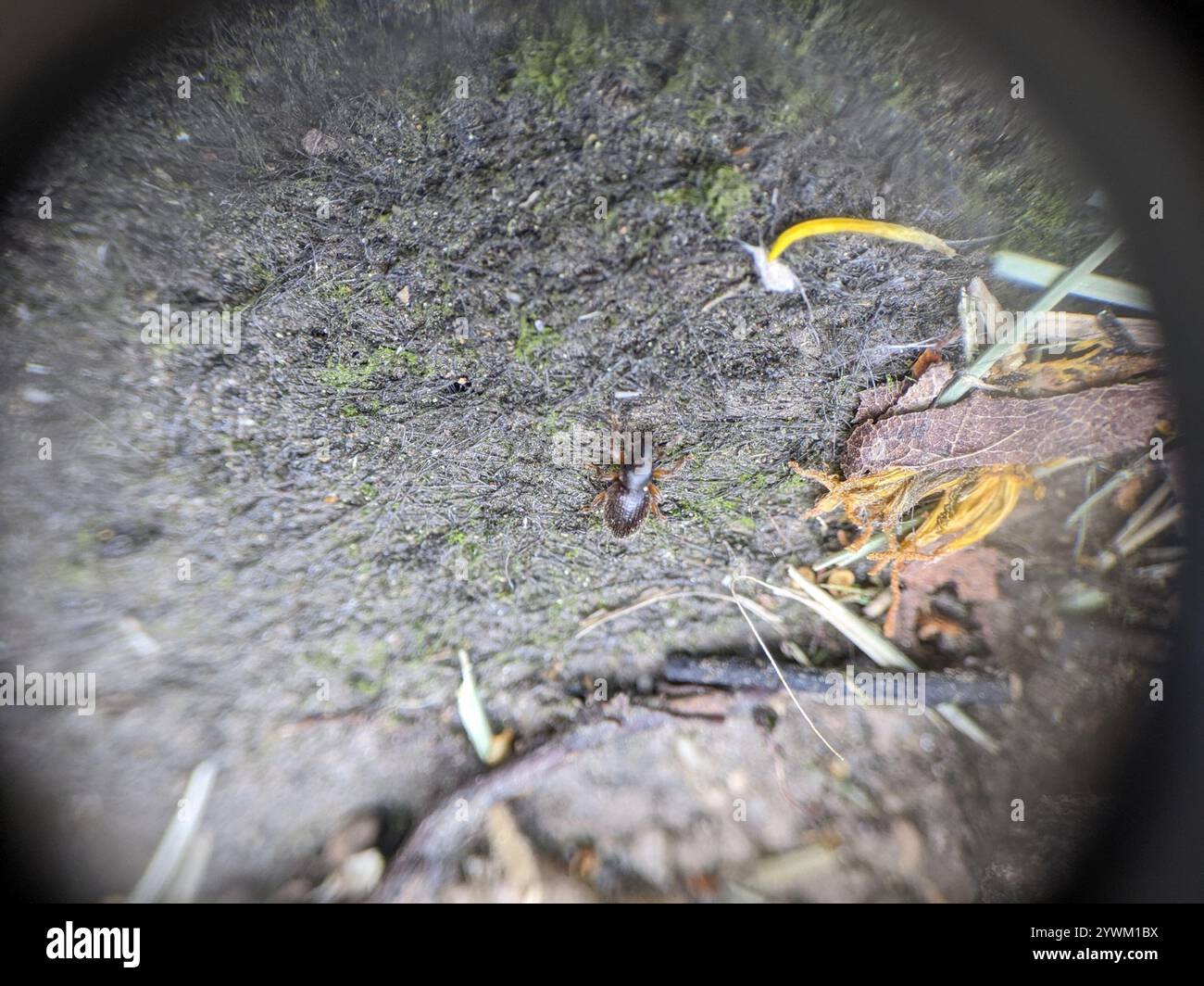 Hairy Spider Weevil (Barypeithes pellucidus Stock Photo - Alamy
