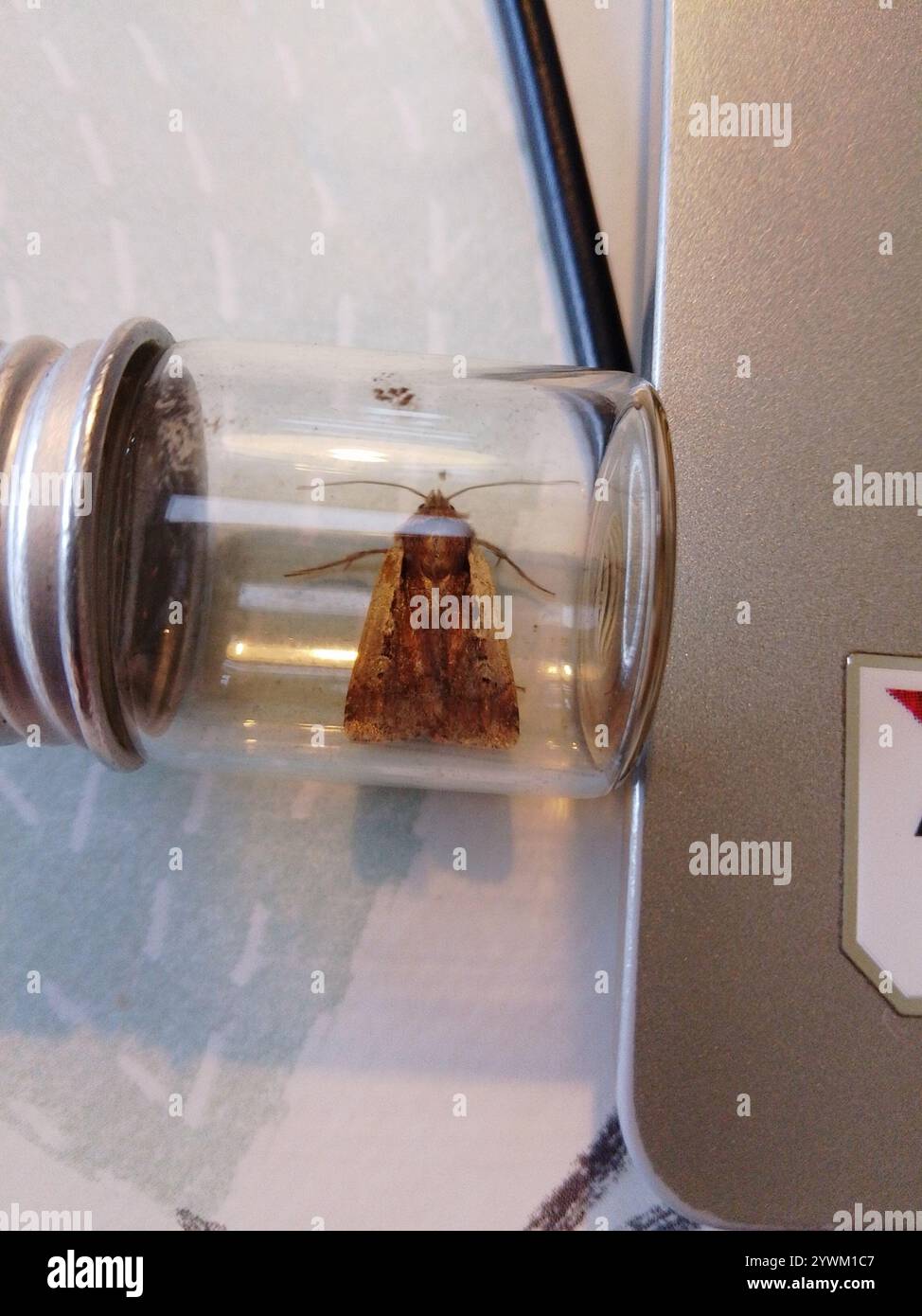 Flame Shoulder Moth (Ochropleura plecta Stock Photo - Alamy