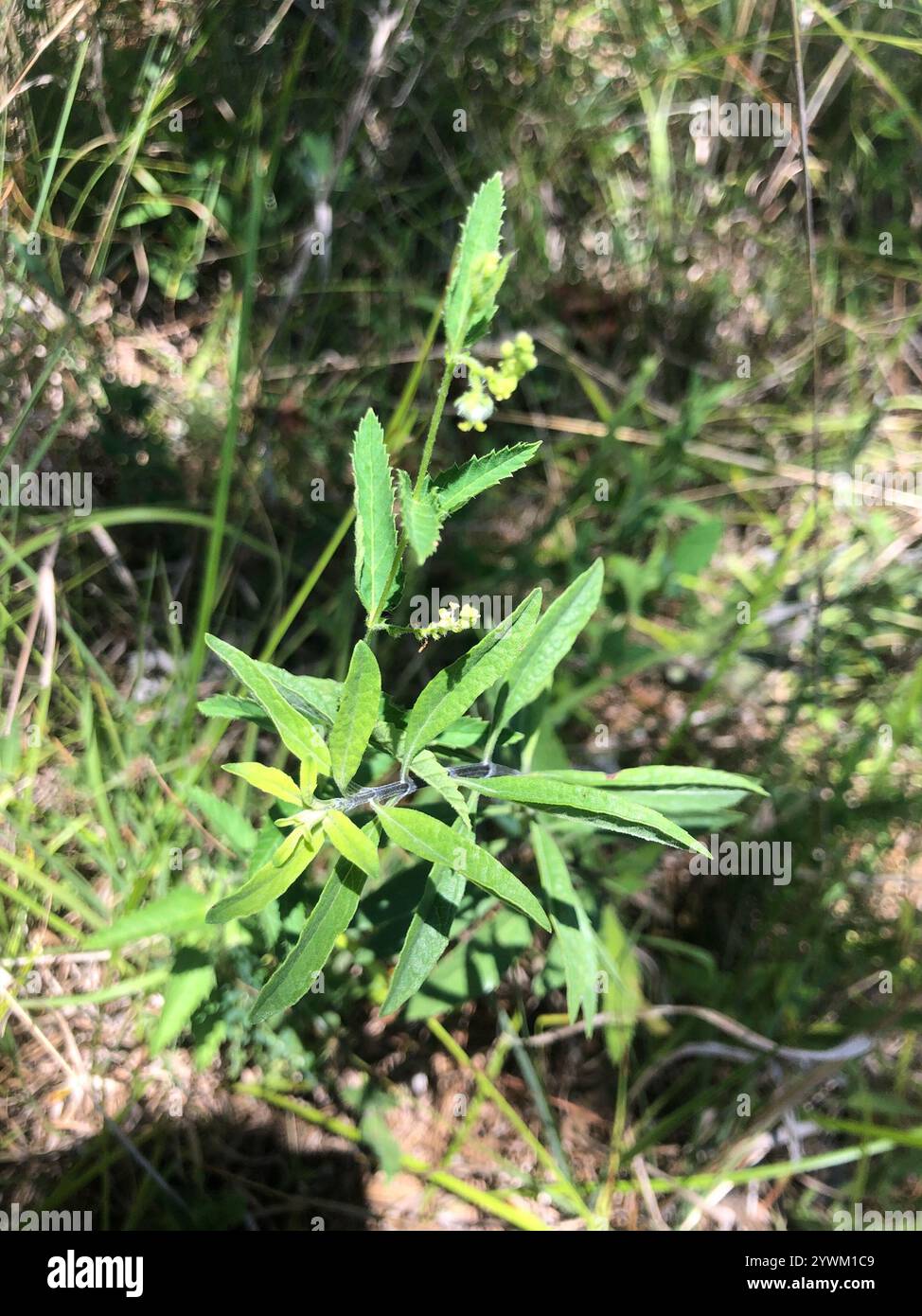 Prairie Sage (Salvia azurea grandiflora Stock Photo - Alamy