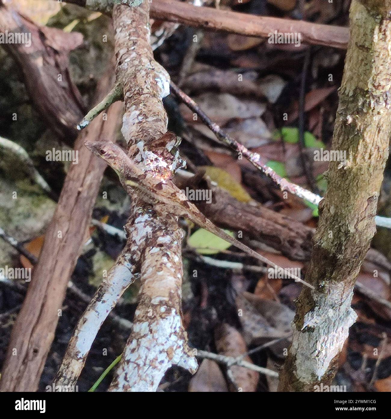 Grand Cayman Anole (Anolis conspersus Stock Photo - Alamy