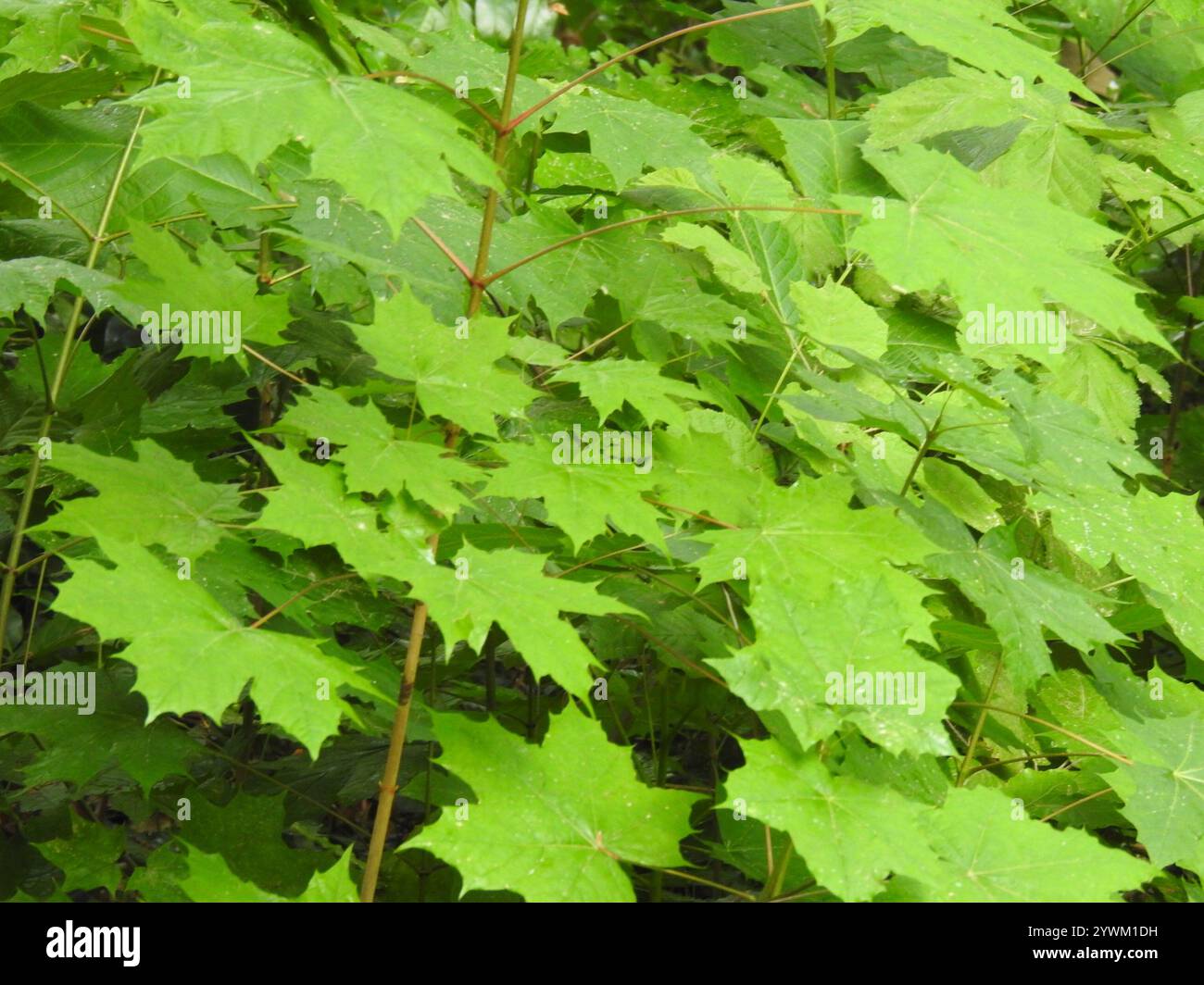 Norway maple (Acer platanoides Stock Photo - Alamy