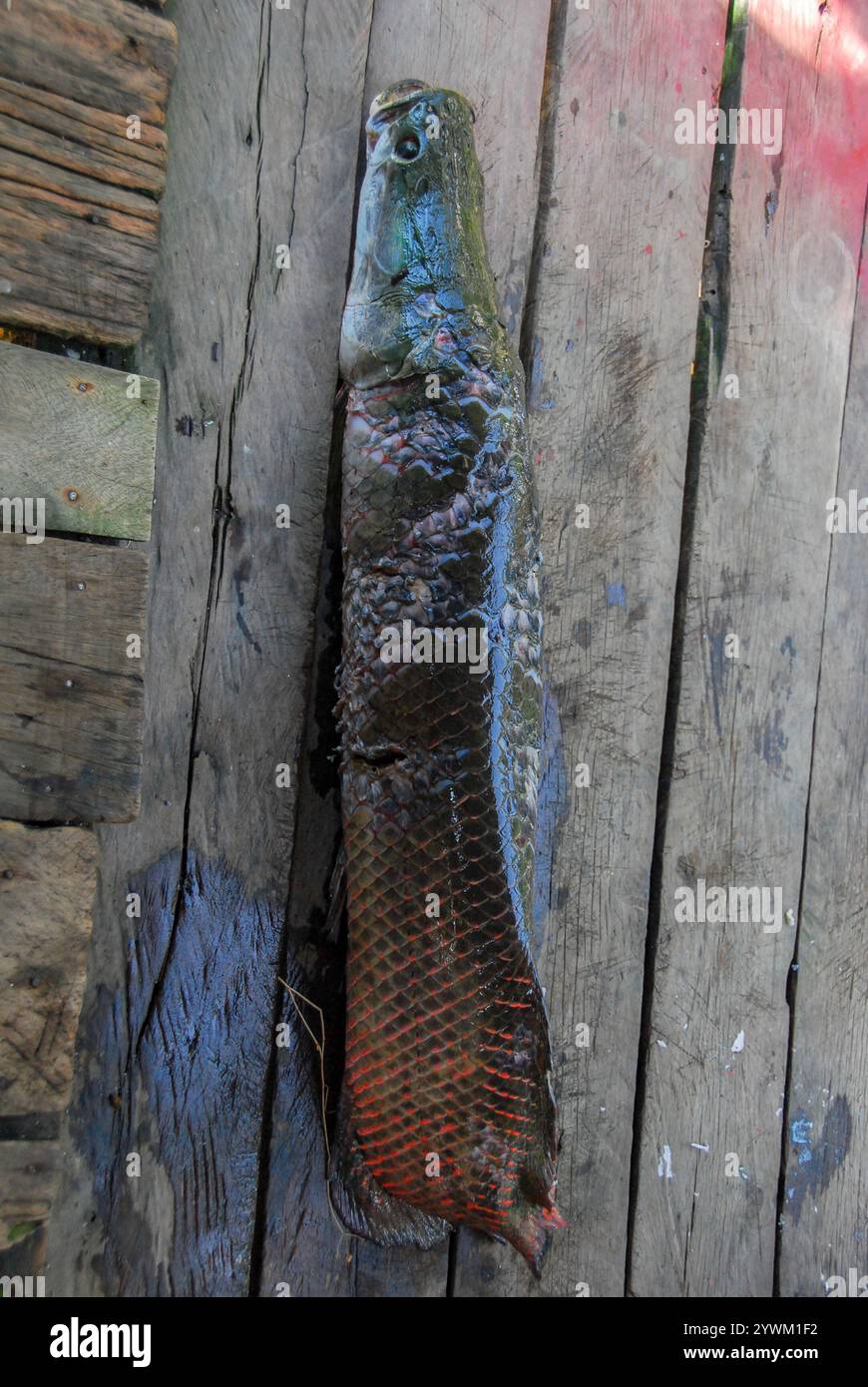 Giant arapaima (Arapaima gigas Stock Photo - Alamy