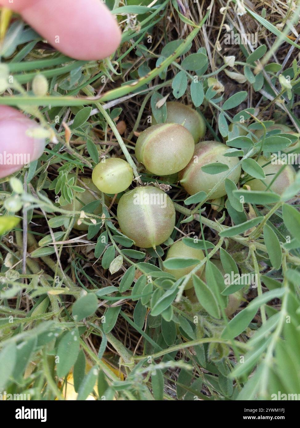 Ground-plum (Astragalus crassicarpus Stock Photo - Alamy