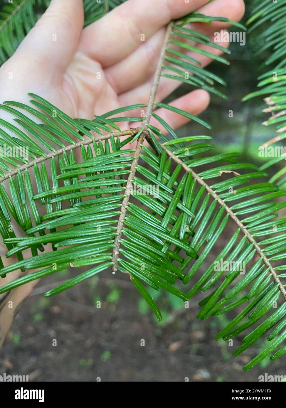 grand fir (Abies grandis Stock Photo - Alamy