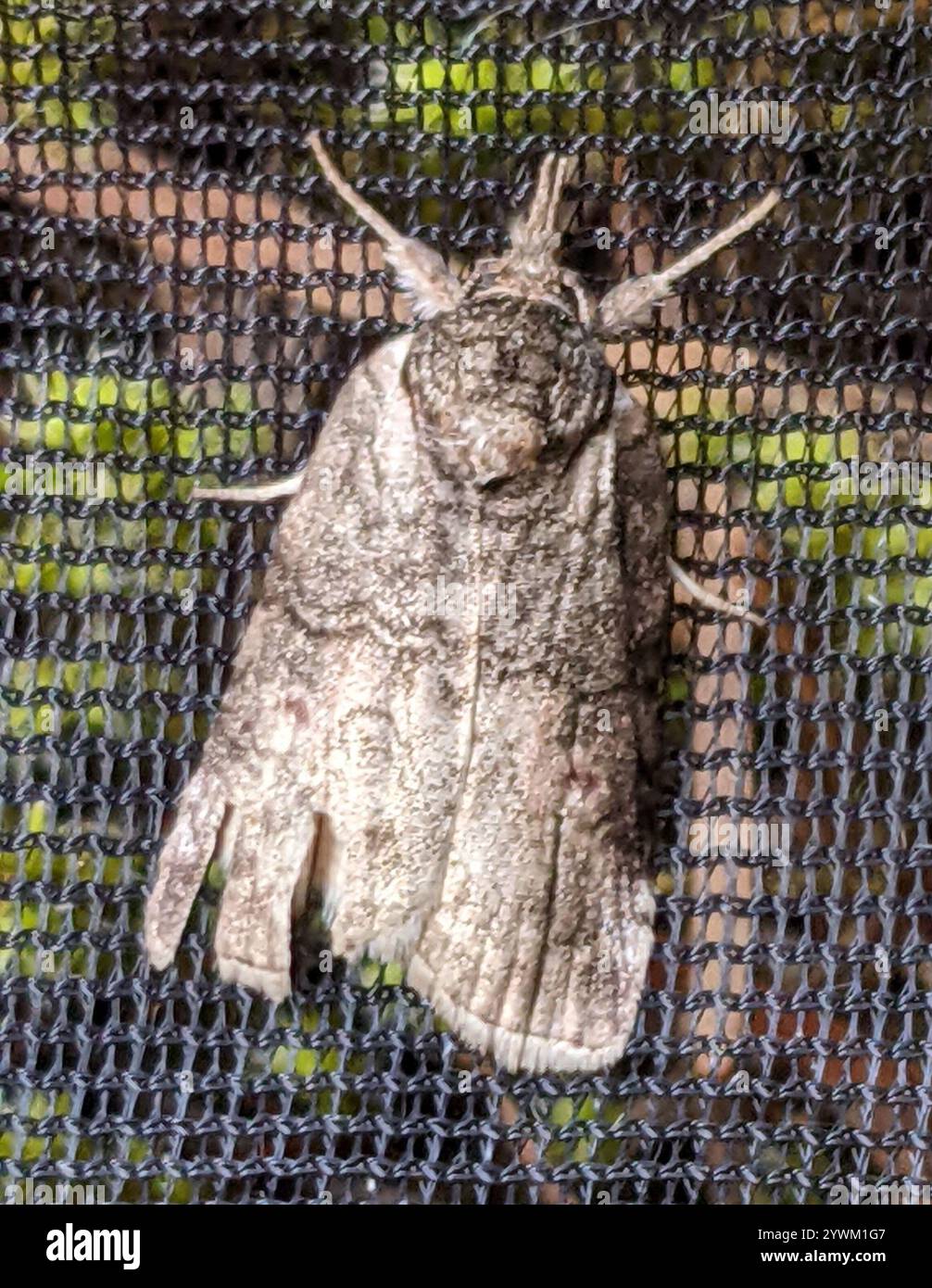 Grey Midget Moth (Nycteola cinereana Stock Photo - Alamy