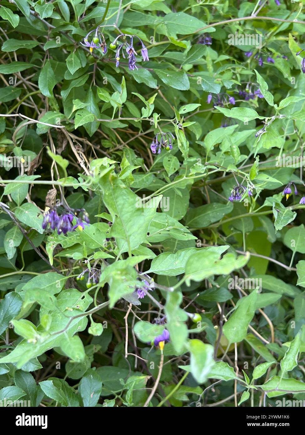 bittersweet nightshade (Solanum dulcamara Stock Photo - Alamy