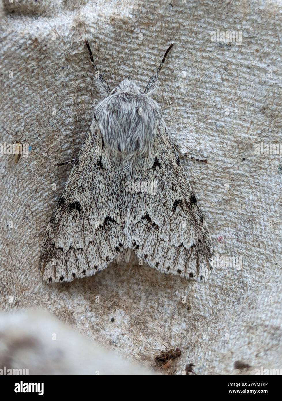 The Miller (Acronicta leporina Stock Photo - Alamy