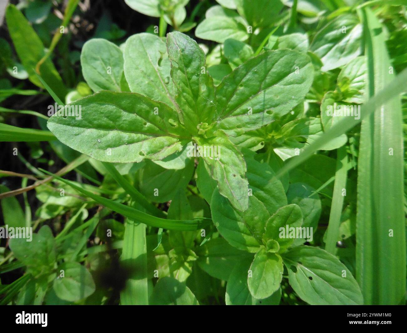 corn mint (Mentha arvensis Stock Photo - Alamy