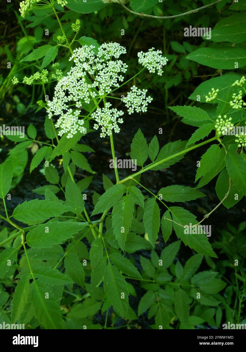 water hemlock (Cicuta maculata Stock Photo - Alamy