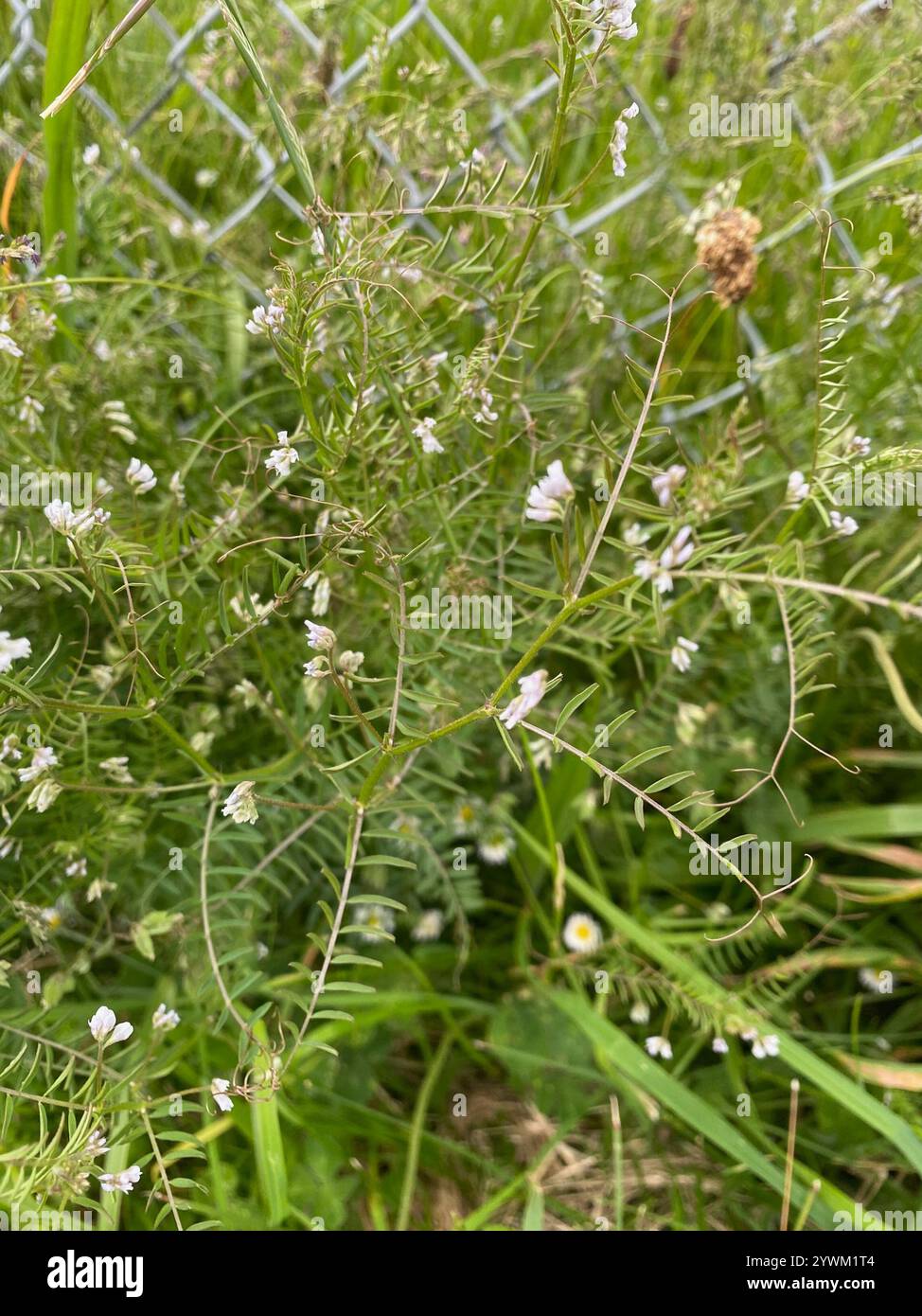 Hairy tare hi-res stock photography and images - Alamy
