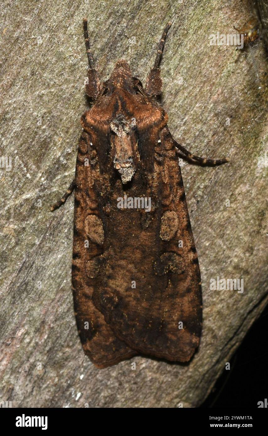 Variegated Cutworm Moth (Peridroma saucia Stock Photo - Alamy