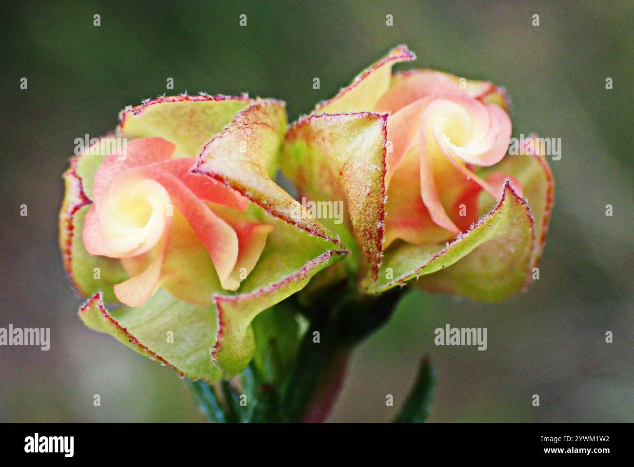 Angular Dollsrose (Hermannia angularis Stock Photo - Alamy