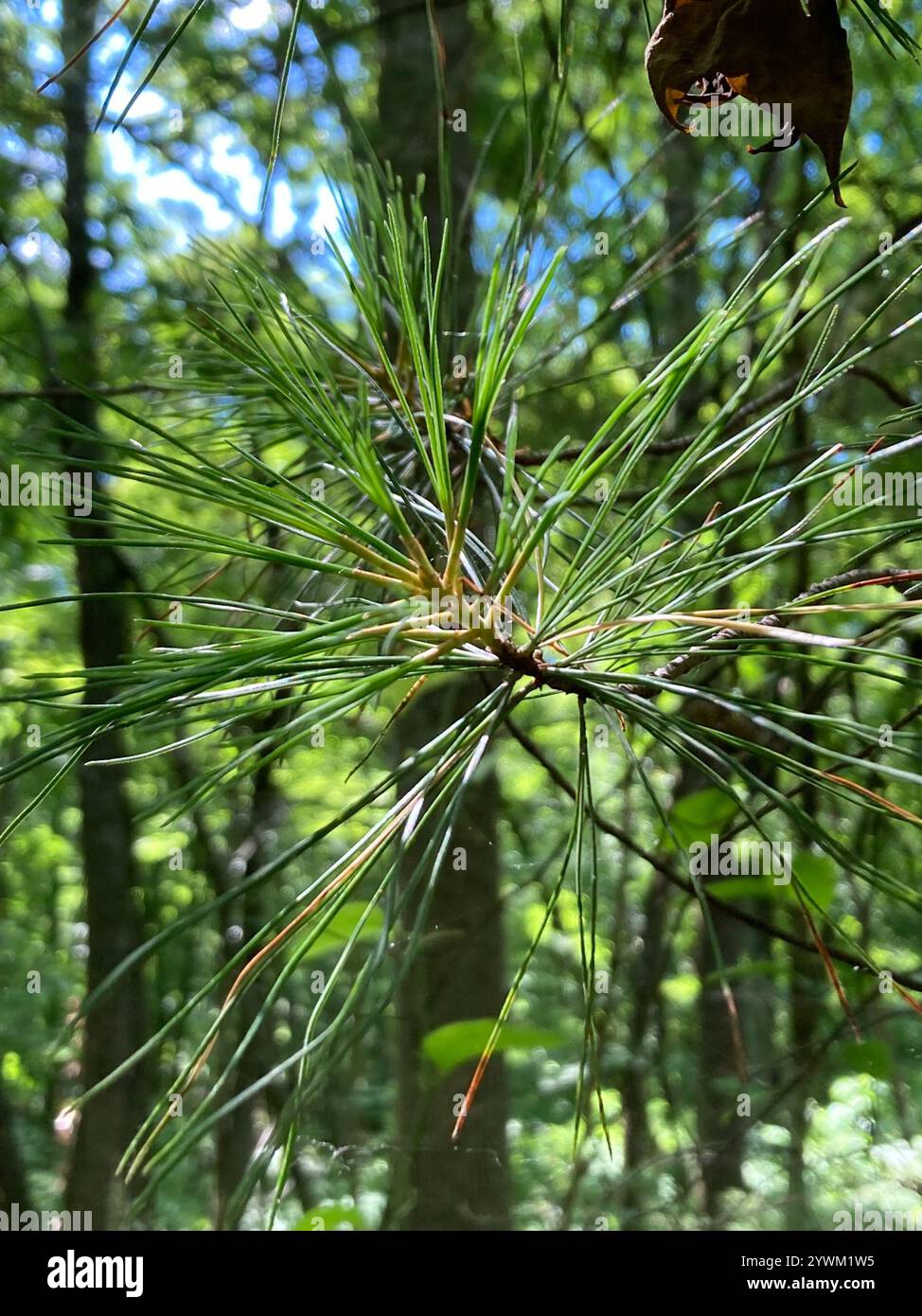 eastern white pine (Pinus strobus Stock Photo - Alamy