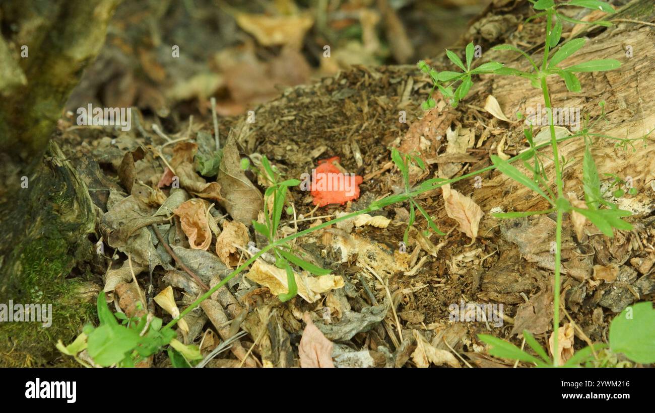Red Raspberry Slime Mold (Tubifera ferruginosa Stock Photo - Alamy