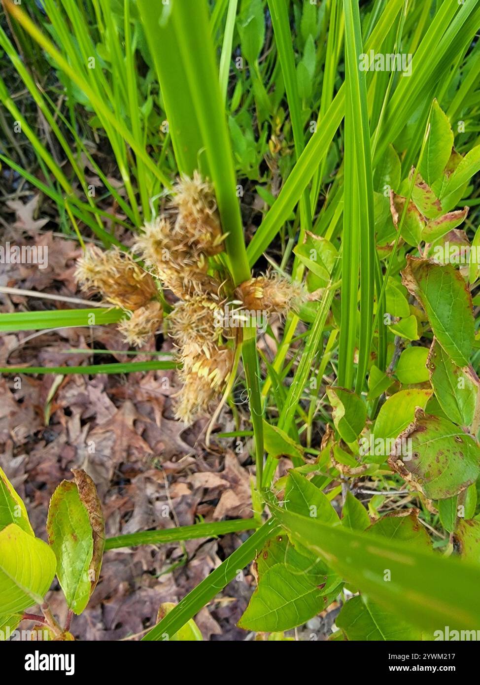 Bolboschoenus robustus hi-res stock photography and images - Alamy