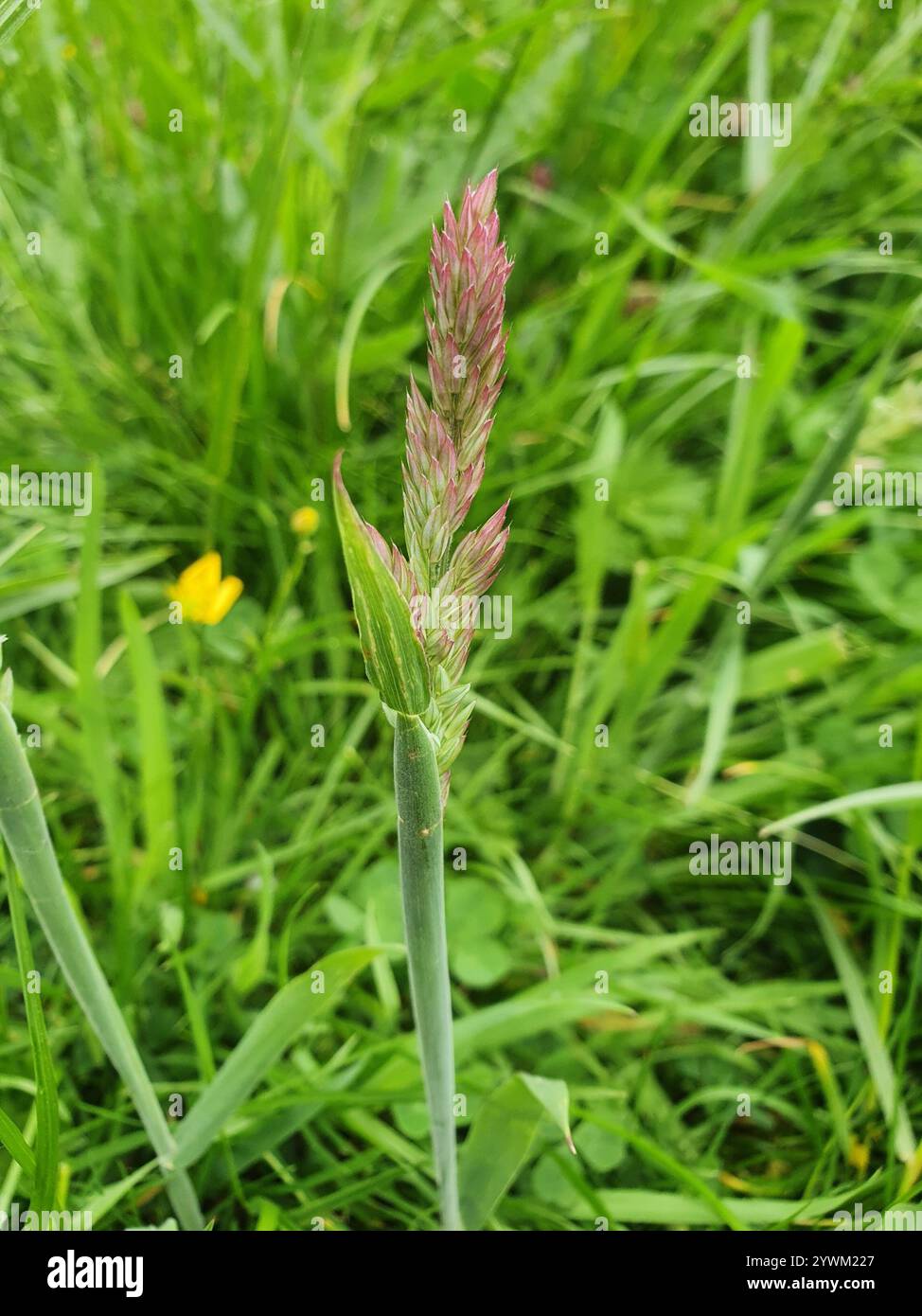 Yorkshire fog (Holcus lanatus Stock Photo - Alamy