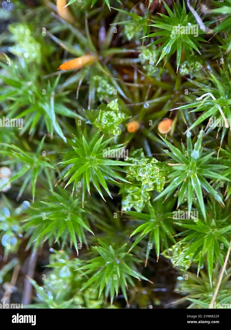 juniper haircap moss (Polytrichum juniperinum Stock Photo - Alamy