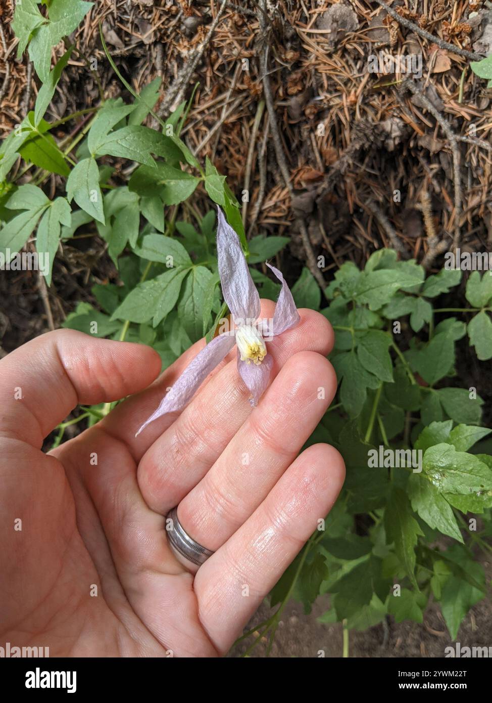 blue clematis (Clematis columbiana Stock Photo - Alamy
