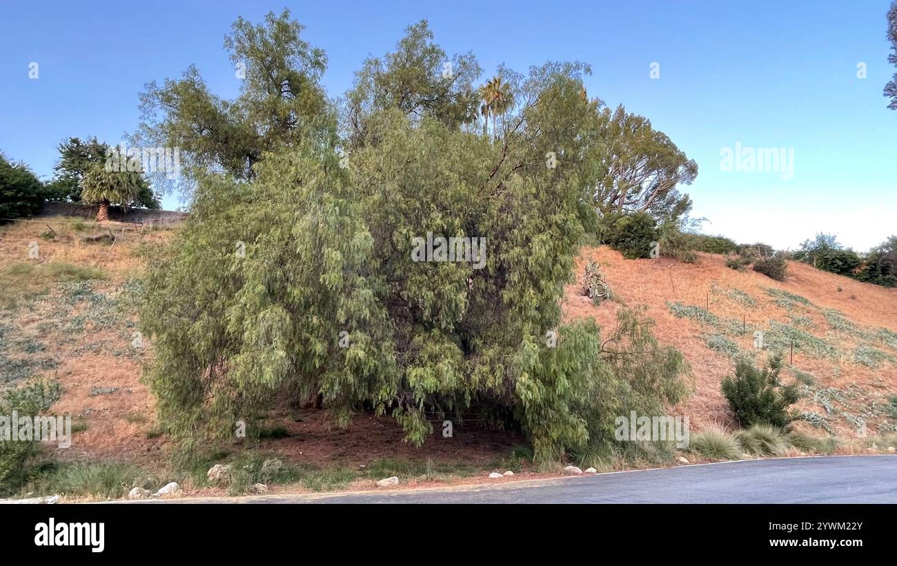 Peruvian Pepper Tree (Schinus molle Stock Photo - Alamy