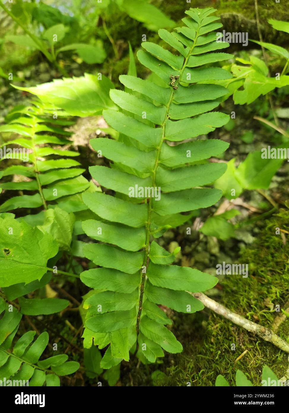 Christmas fern (Polystichum acrostichoides Stock Photo - Alamy
