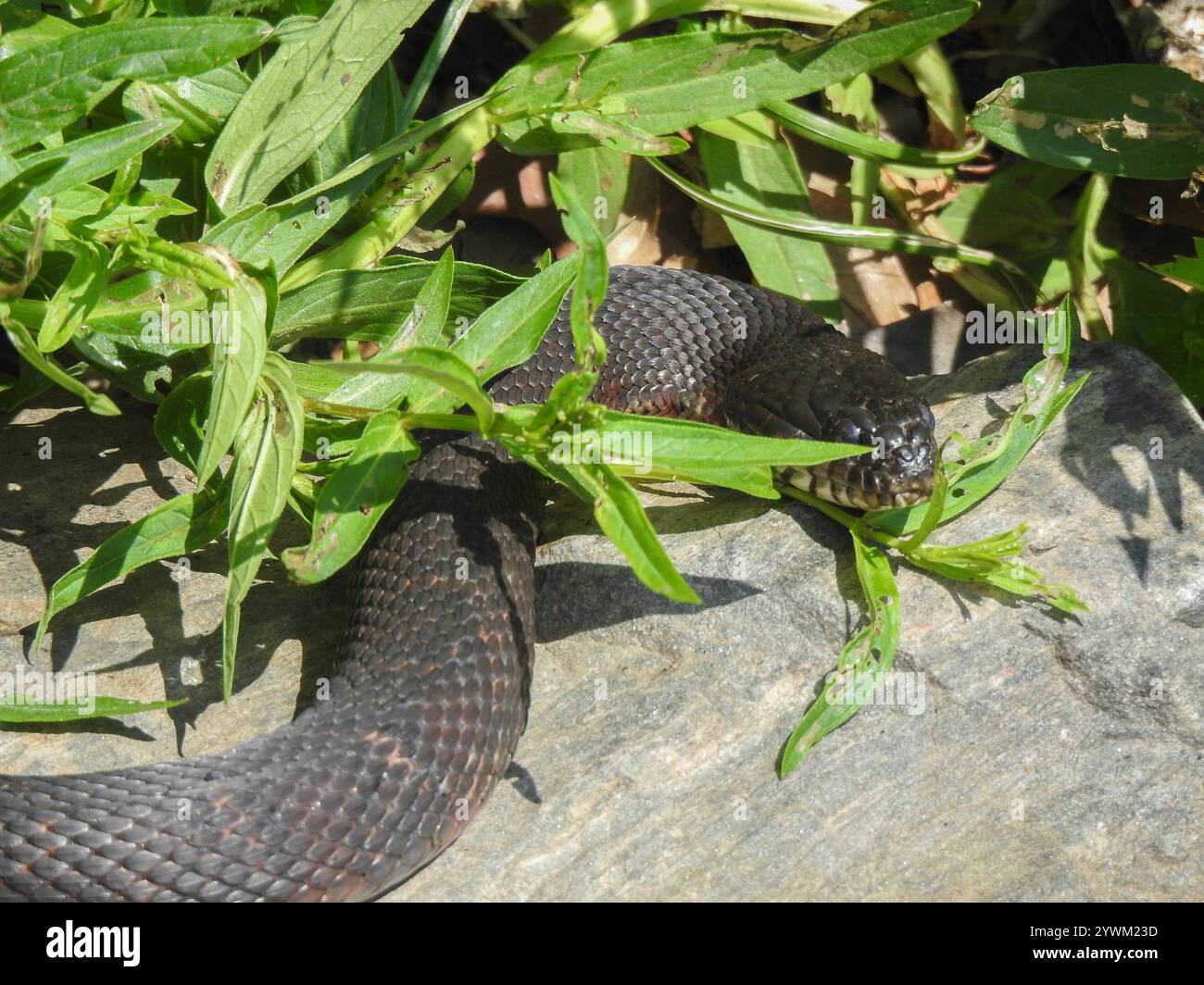 Common Watersnake (Nerodia sipedon Stock Photo - Alamy
