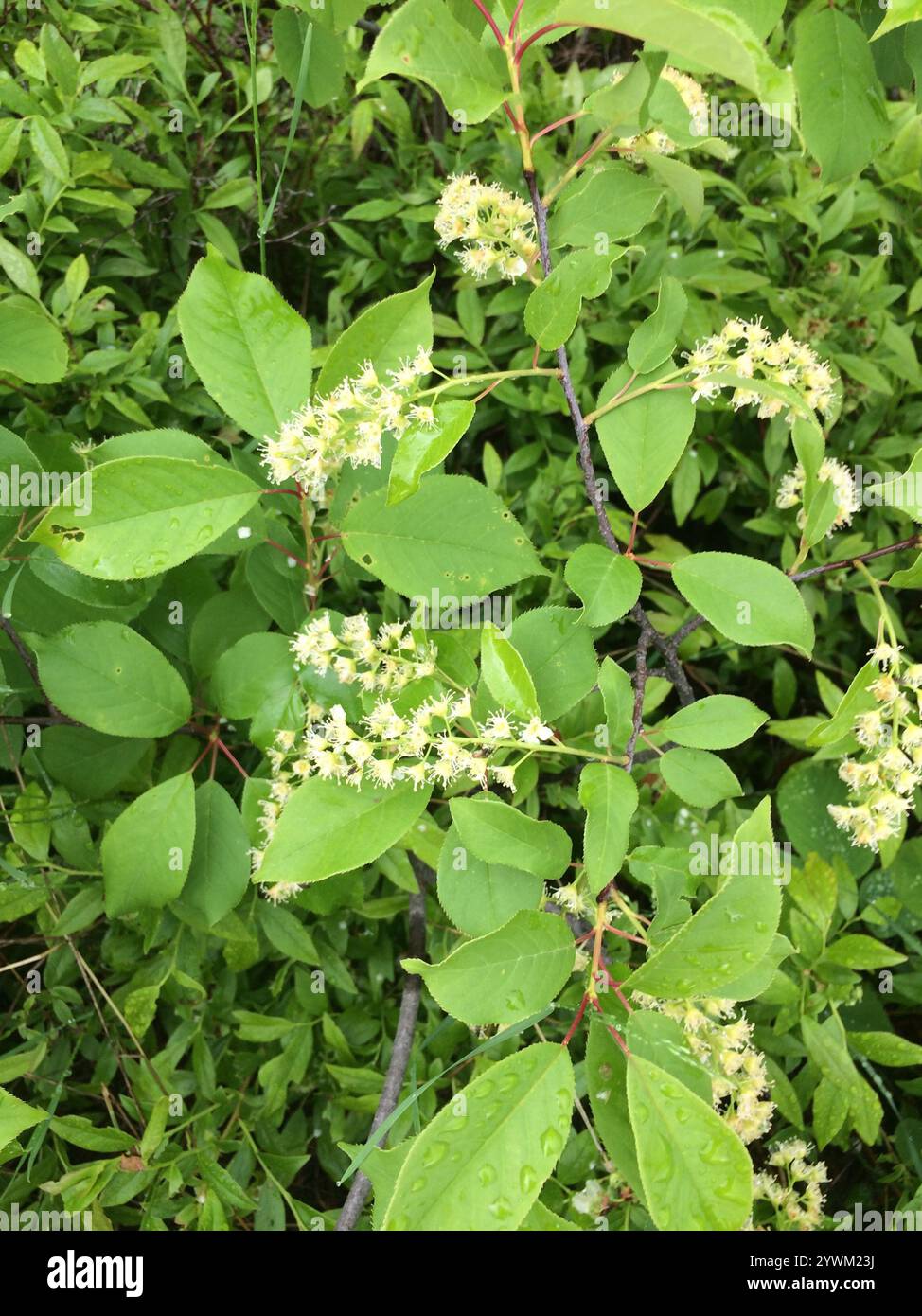 chokecherry (Prunus virginiana Stock Photo - Alamy