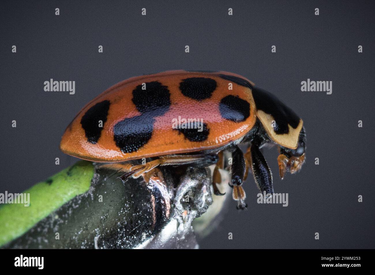 Thirteen-spotted Lady Beetle (Hippodamia tredecimpunctata Stock Photo ...